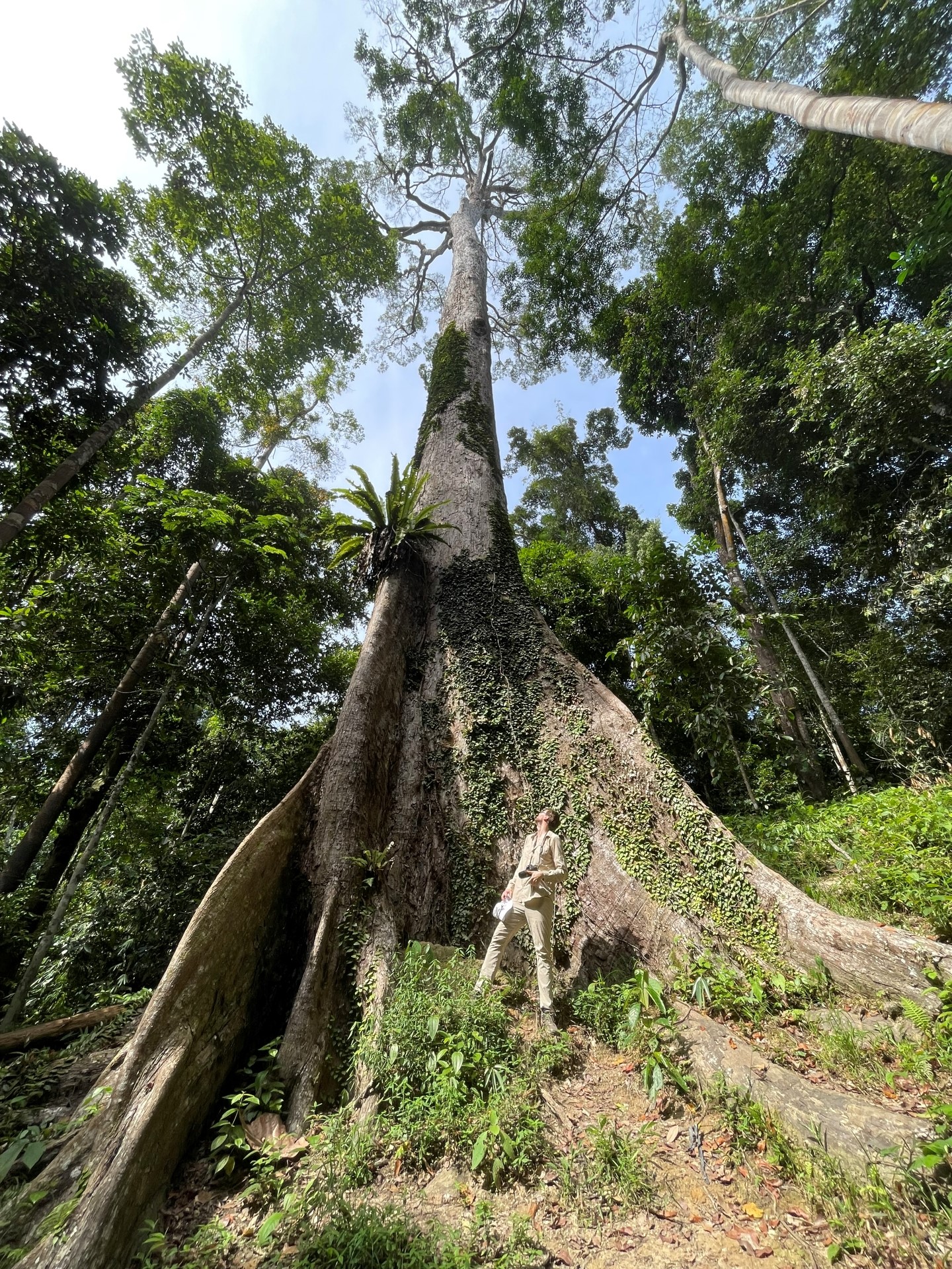 Op tropisch avontuur voor je opleiding: regenwoud ontdekken op Borneo ...