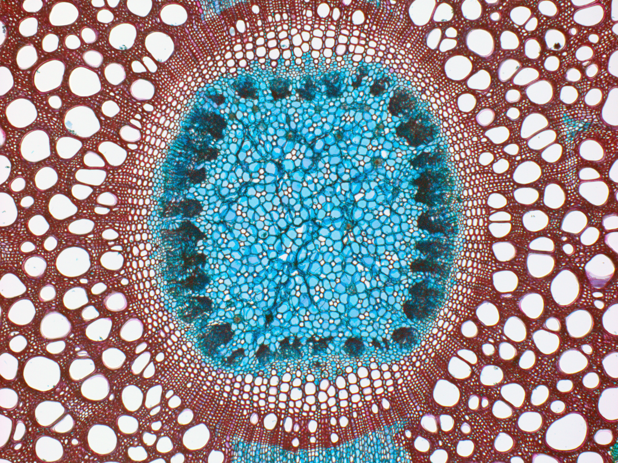 Unveiling the hidden world of wood - Leiden University